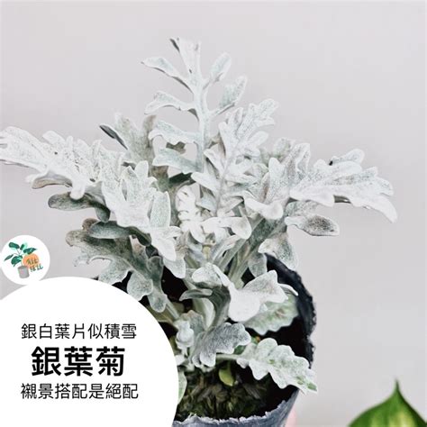 銀葉菊 Angiospermae 銀白葉片 充足日照 陽台綠植 觀葉植物 有話植說 蝦皮購物
