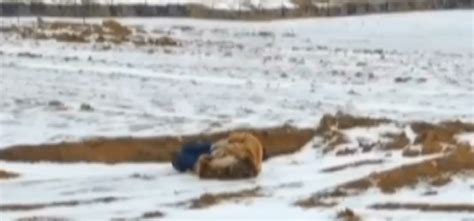 Missing Woman Found Frozen To The Ground Alive Cnsnews