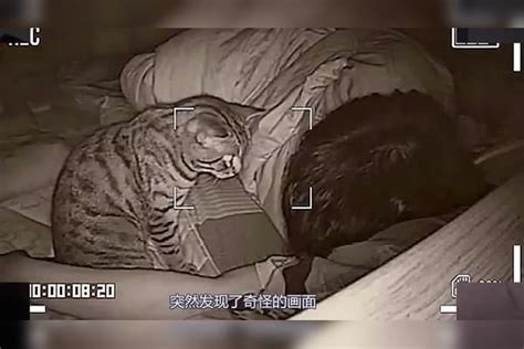 主人长期与猫一起睡，有一天查看监控，发现诡异的画面监控主人画面