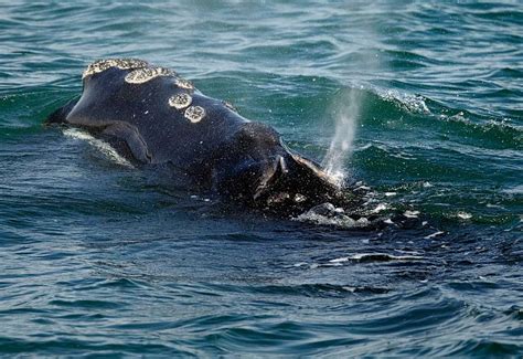 This Vanishing Whale Species May Be Reproducing Too Slowly To Avoid