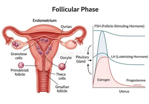 Illustration Of The Follicular Phase Of The Menstrual Cycle The Left