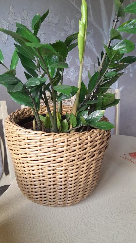 Кашпо з ротангу — ціна 420 грн у каталозі Кашпо Купити товари для дому та побуту за доступною