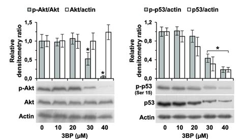 3bp Deactivates Akt And Induces P53 Degradation In U118 Cells Cells