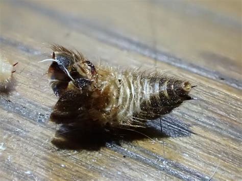 Skin Beetle Larva Mid Molt Bugguide Net