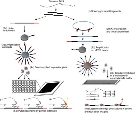 next generation sequencing ngs definition types applications limitations biology notes