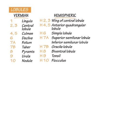 Neuroanatomy Glossary Cerebellar Anatomy Ditki Medical And Biological