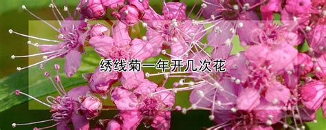 络新妇植物的养殖方法和注意事项 发财农业网
