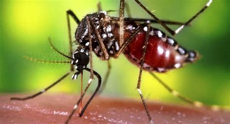 Medidas Para Evitar El Dengue Cadena Nueve Diario Digital