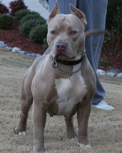 Fawn Blue Nose Pitbull Puppies