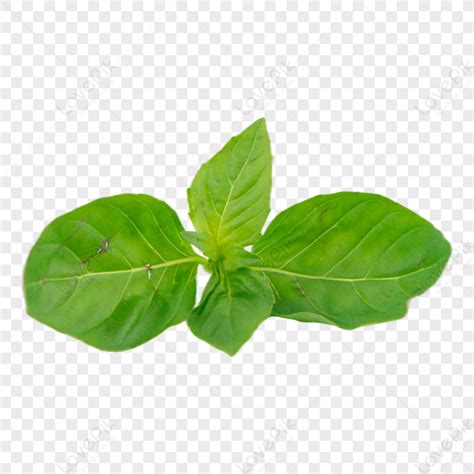 바질 잎 질감 잎 사진 지도 시계 일러스트정물손목 시계 Png 일러스트 무료 다운로드 Lovepik