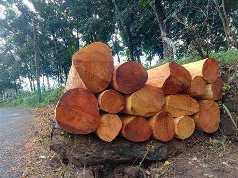 ගස් සහ ඉරූ දැව විකිණීමට Facebook