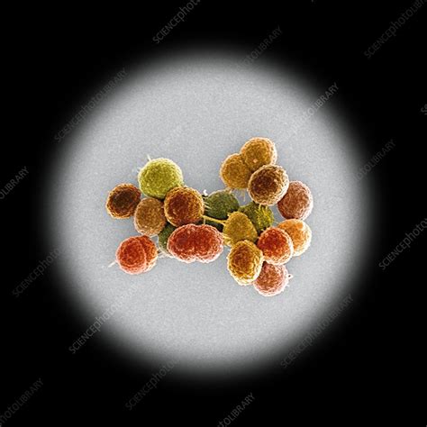 Enterococcus Faecalis Bacteria Sem Stock Image C026 7488 Science Photo Library
