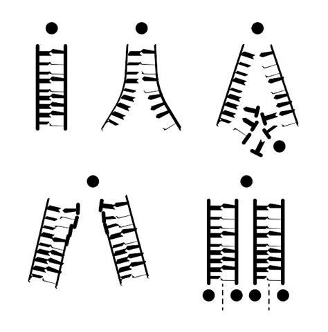 Dna Replication Simple Dna Replication Biology Genetics Askrose