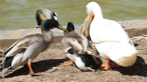 Video Stock Duck Battles A Few Ducks Are Attacking A Duck Adobe Stock