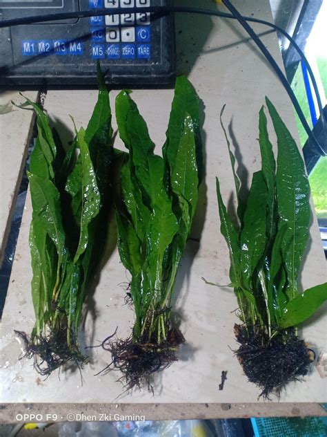 Java Fern Lowtech Aquatic Plants Lazada Ph