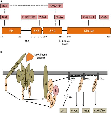 Frontiers Interleukin 2 Inducible T Cell Kinase Deficiency—new