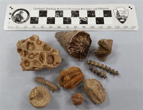 Fossils Mammoth Cave National Park U S National Park Service