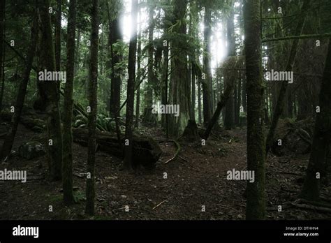Light Filtering Through Trees Hi Res Stock Photography And Images Alamy