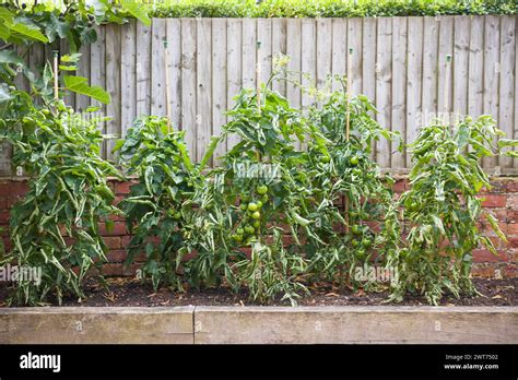 Tomato Plants With Curled Leaves In A Vegetable Patch Tomato Leaf Curl