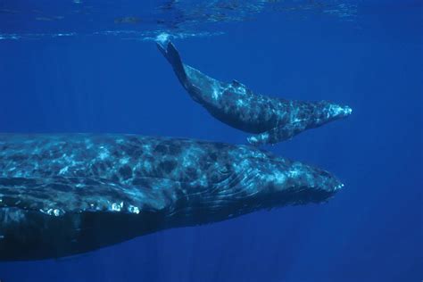 Whale Migration Routes