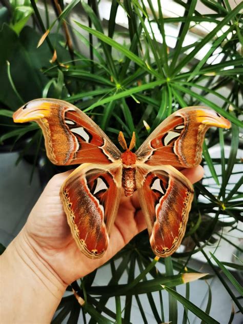 Atlas Moth Specimen Attacus Atlas Real Dried Moth Closed Wings