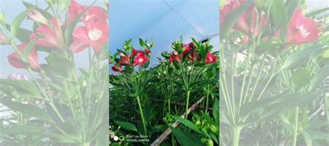 Альстромерия корни продажа купить в Ростове-на-Дону | Товары для дома и ...