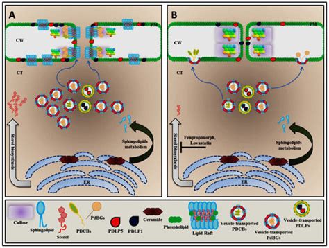 Lipid Raft Regulator Of Plasmodesmal Callose Homeostasis