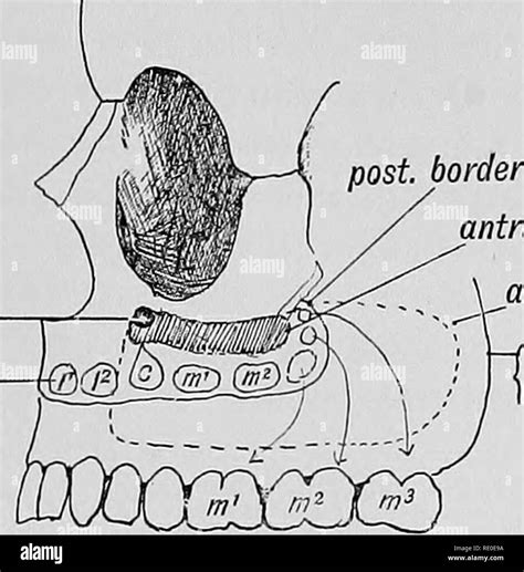 Human Embryology And Morphology Embryology Human Morphology