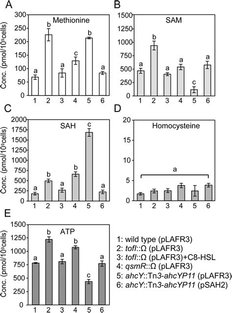 Cellular Concentrations Conc Of Activated Methyl Cycle Amc Related
