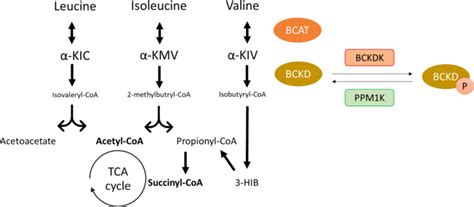支链氨基酸代谢在肥胖发病机制和 2 型糖尿病相关代谢紊乱中的作用 Bcaa 代谢在 2 型糖尿病中的作用 Nutrition And Diabetes X Mol