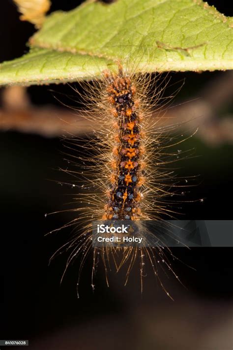 소 머 즈 코네티컷에 있는 잎에 집시 나 방 애벌레 0명에 대한 스톡 사진 및 기타 이미지 0명 곤충 뉴잉글랜드 미국