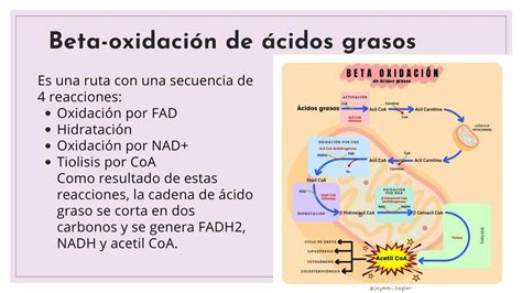 Beta Oxidación De Ácidos Grasos Maryuri Lisbeth Udocz