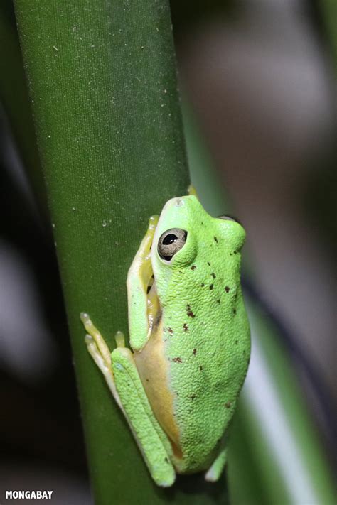 Herps 192013