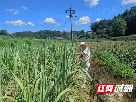 慈利县龙潭河镇：一根甘蔗撬动村级集体经济腾讯新闻