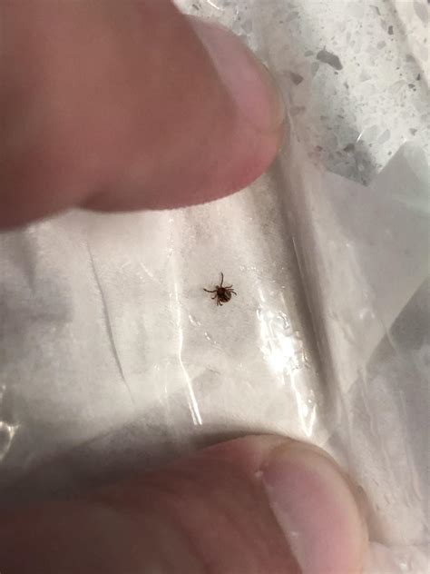 Is This A Tick R Whatsthisbug