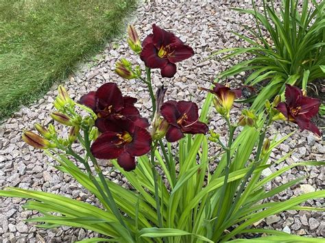 Daylily Hemerocallis Raspberry Suede In The Daylilies Database