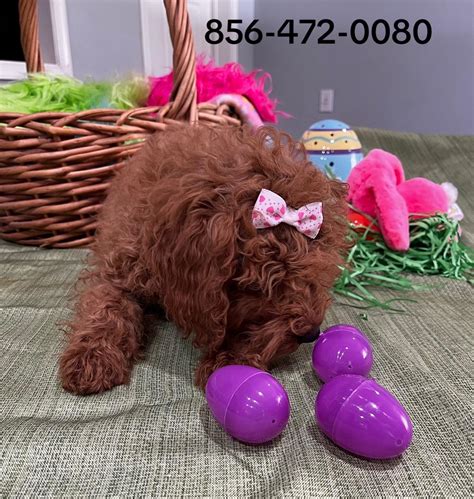 Cockapoocuddles Of New Jersey And New York Lets Hop Into Easter