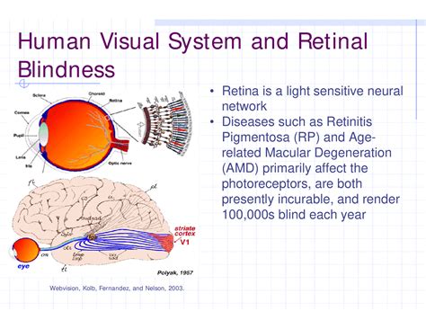 Lecture Slides On Human Visual System And Retinal Blindness Intd 620