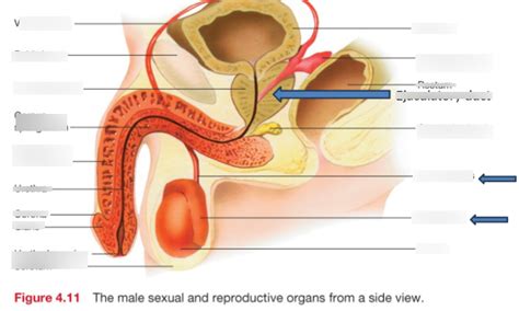 Male Internal 2 Psy 3122 Diagram Quizlet