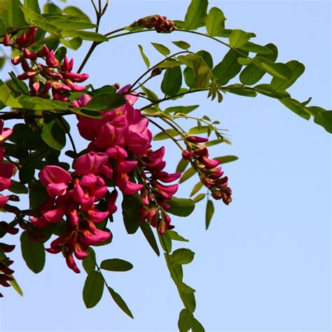 香花槐树苗富贵树槐花苗红花槐树苗庭院绿化花卉花园植物洋槐树苗 虎窝淘