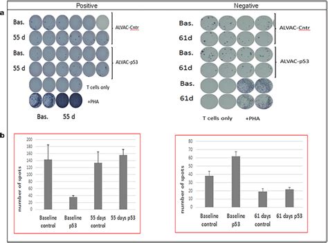 Positive And Negative Interferon γ Elispot Assay Results Examples From Download Scientific