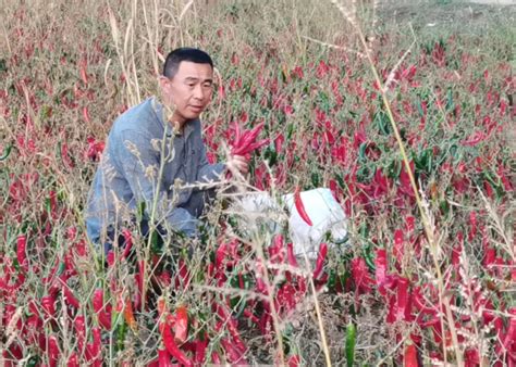 石海涛小辣椒铺就红火致富路 专题 胡杨网2022 兵团胡杨网 新疆兵团新闻门户