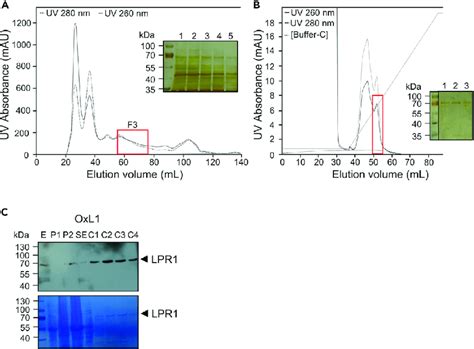 Purification Of AtLPR1 A A Representative Size Exclusion Chromatogram