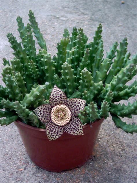 Orbea variegata (Starfish Plant) - World of Succulents
