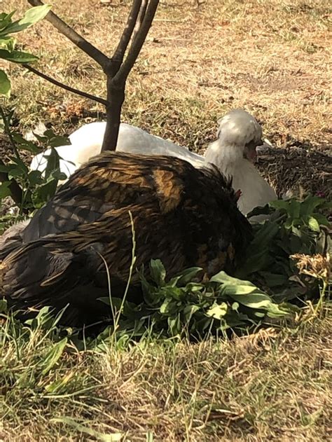 Cock With His Wifey Rmassivecocks
