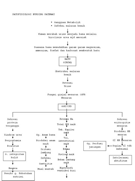 Pdf Pathway Ckd Causa Bt Ginjal 3 Docx Dokumen Tips