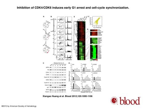 Prolonged Early G1 Arrest By Selective CDK4 CDK6 Inhibition Sensitizes