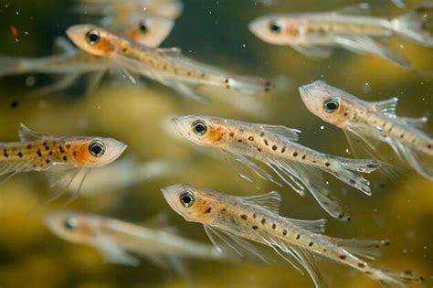 Measuring Population Dynamics In Adapting Species Generative Ai