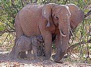 Category Suckling Elephants Wikimedia Commons