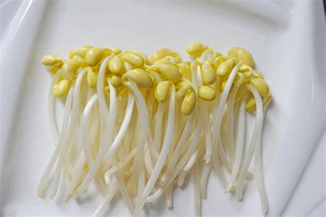 黄豆芽绿豆芽差别竟然这么大你吃对了么